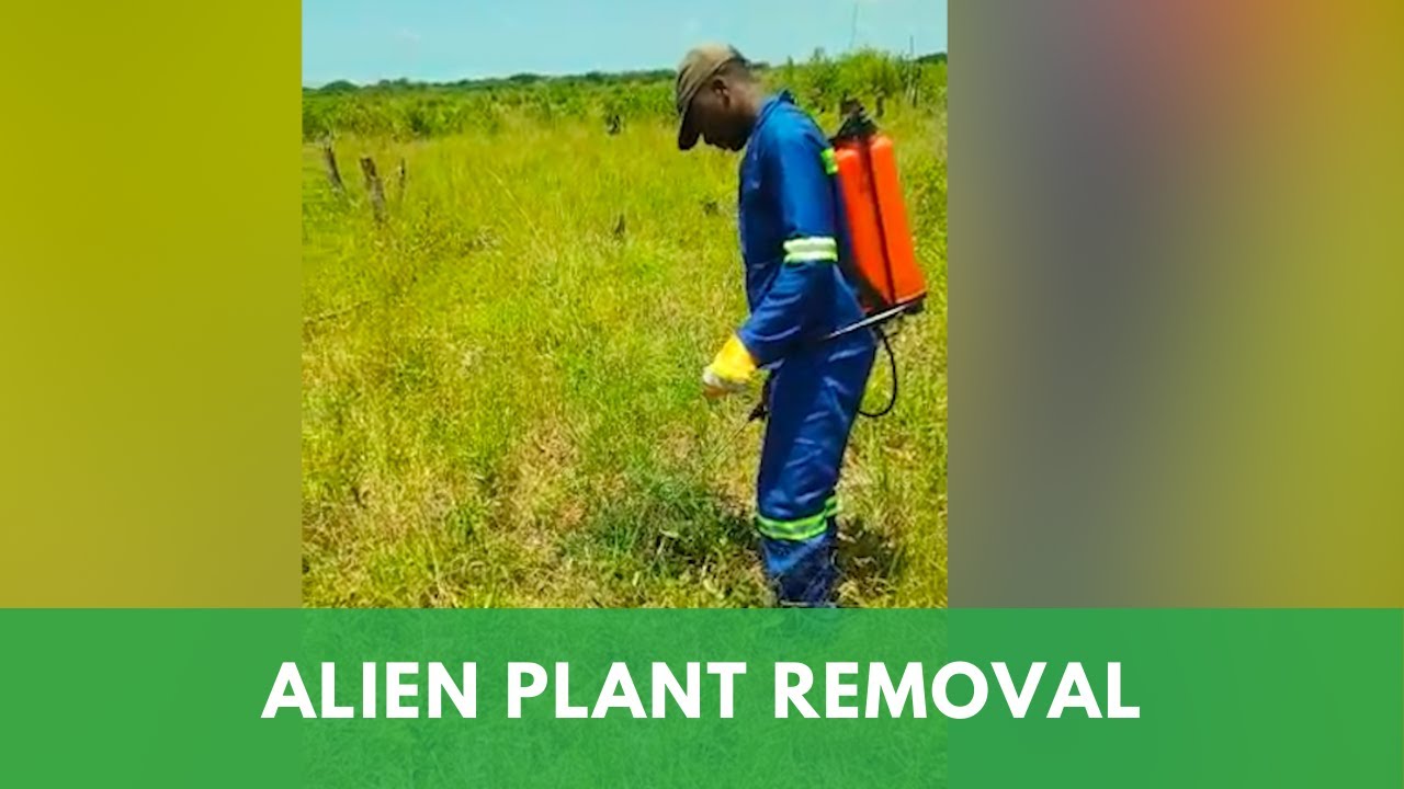 Alien Plant Removal - Peace Parks